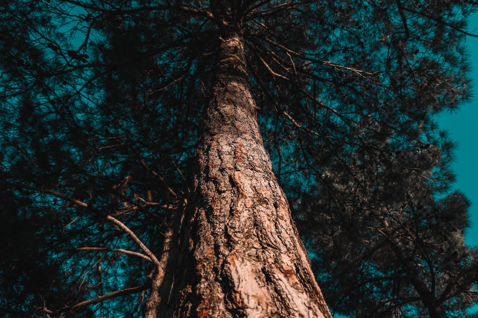 Tree of Talking: What Makes an Arkansan? - Roberts Library